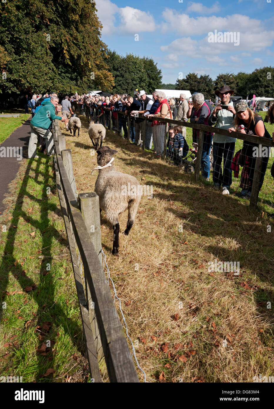 People visitors watching sheep race racing at the Annual Masham Sheep ...