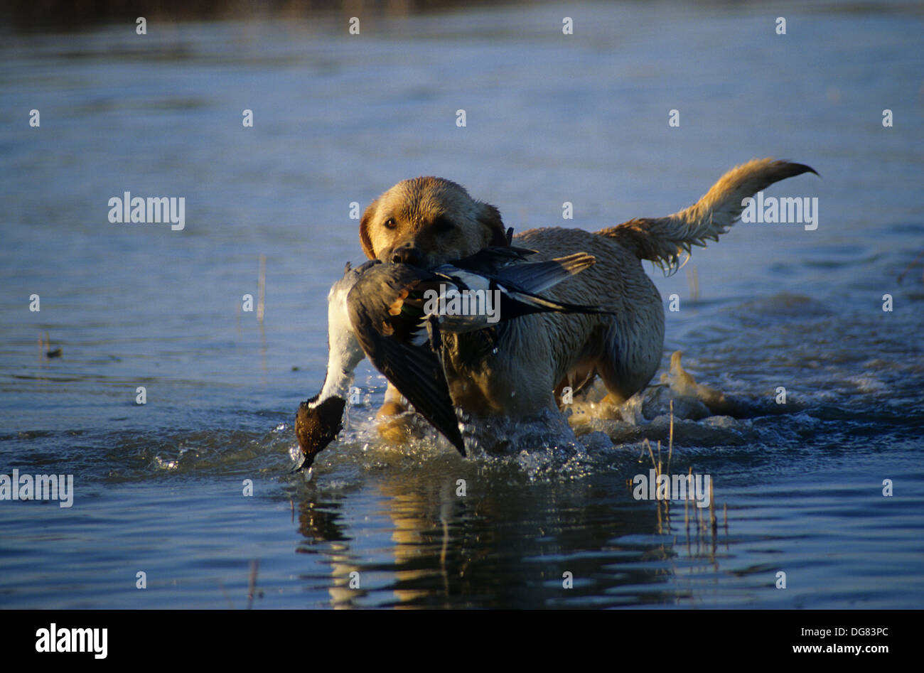 Labrador retriever with duck hi-res stock photography and images - Alamy