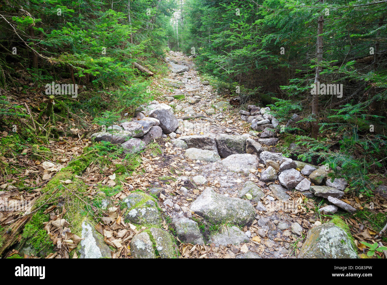 Mt Tecumseh Trail in the White Mountains, New Hampshire USA. This is a ...