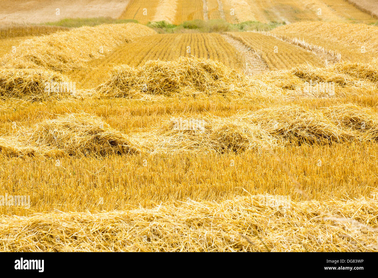 Wheat stubble in a field on Yorkshire's East Coast, UK Stock Photo - Alamy