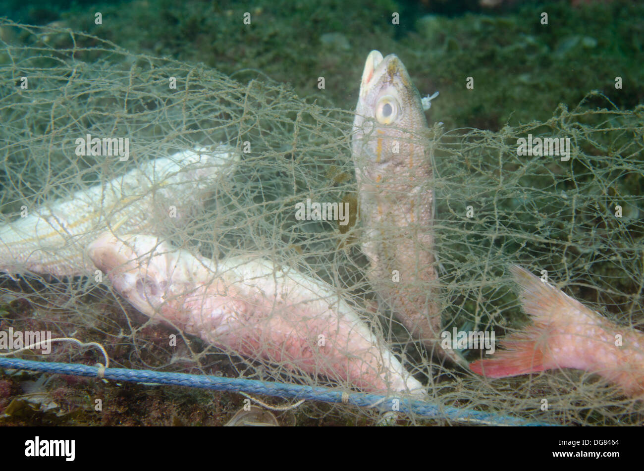 Fishing net on coral reef hi-res stock photography and images - Alamy