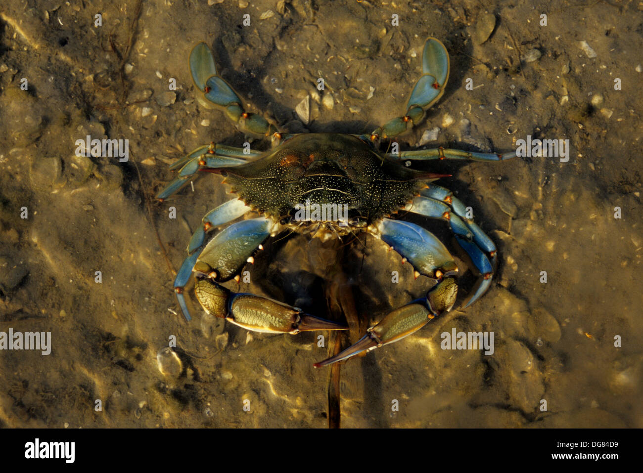 A blue crab Callinectes sapidus at low tide near Port Aransas Texas ...