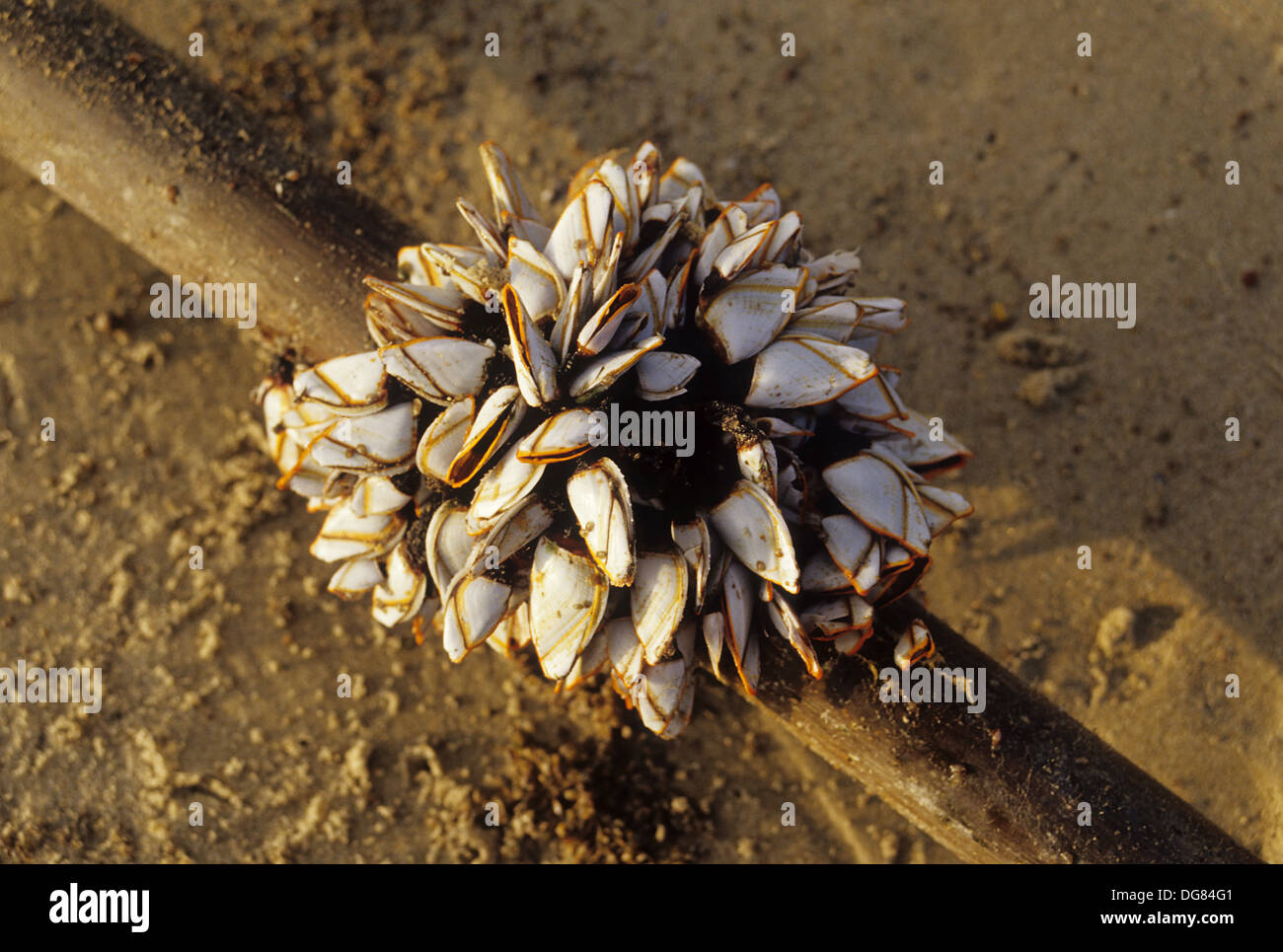 Barnacles on log hi-res stock photography and images - Alamy