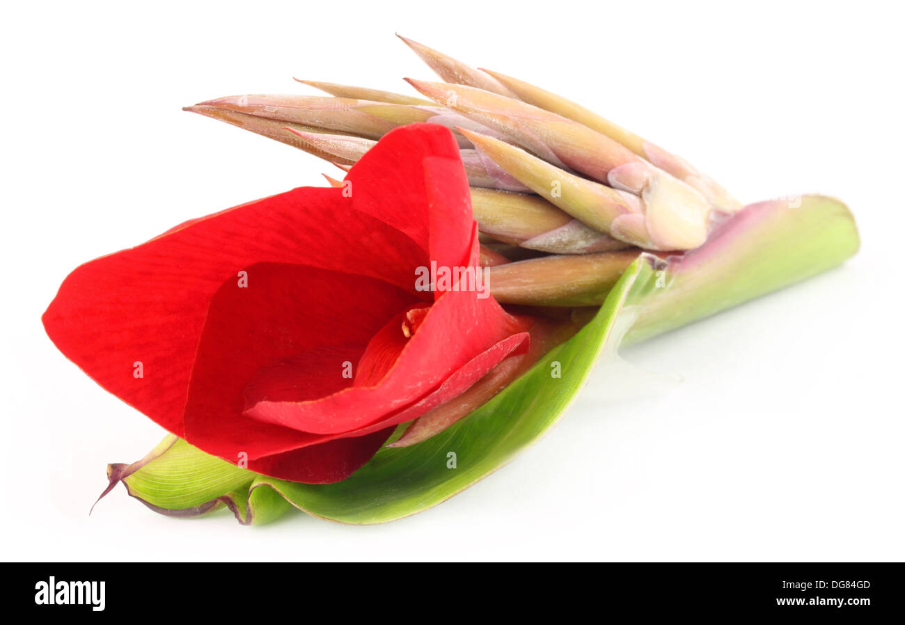 Canna indica or Kolaboti flower of Indian subcontinent Stock Photo - Alamy