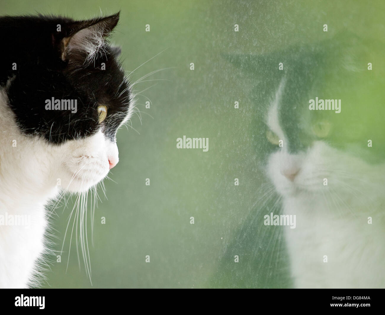 Black and white cat looking out of the window with a reflection of ...