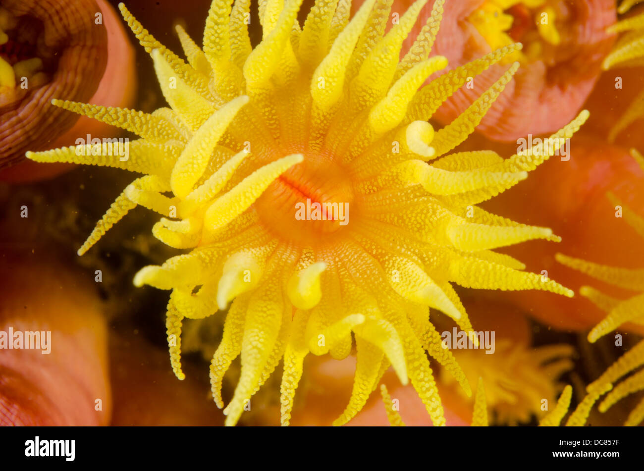 Tubastrea tagusensis sun coral at Buzios Island, Ilhabela, north shore ...