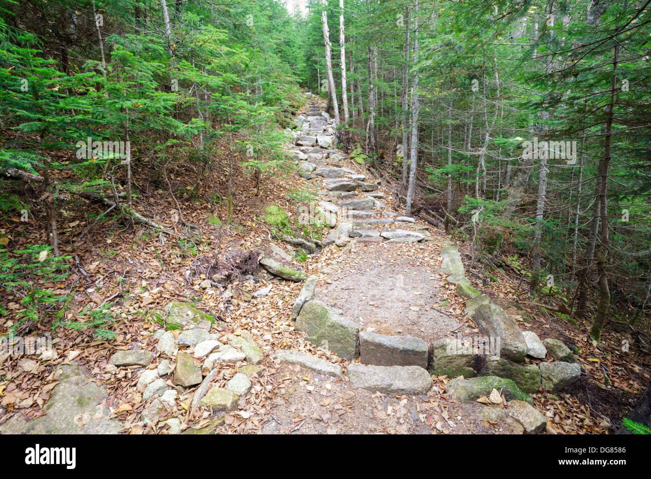 Mt Tecumseh Trail in the White Mountains, New Hampshire USA. This is a ...
