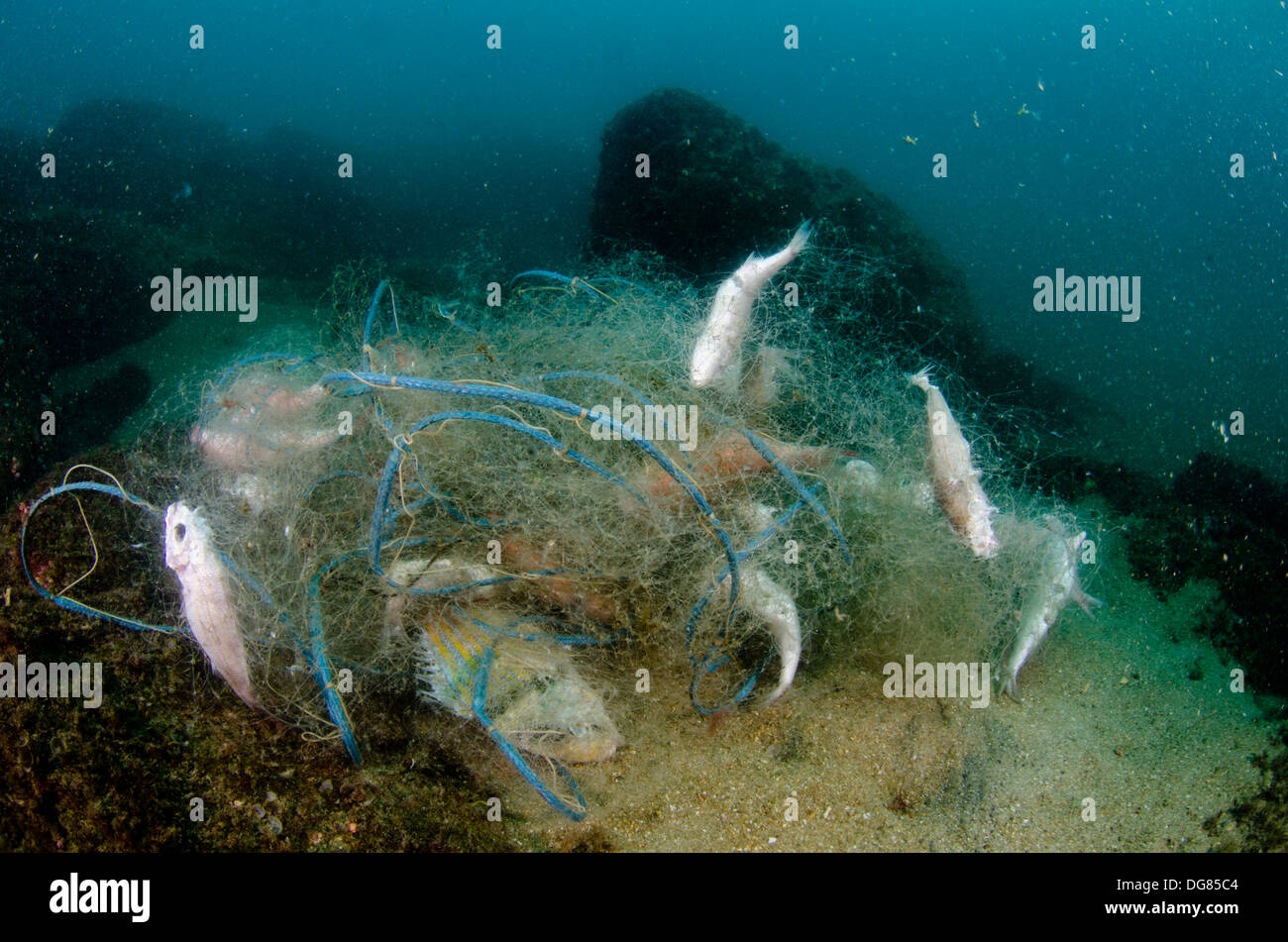 Dead fish kinky on a lost fishing net at the ocean. Buzios island ...