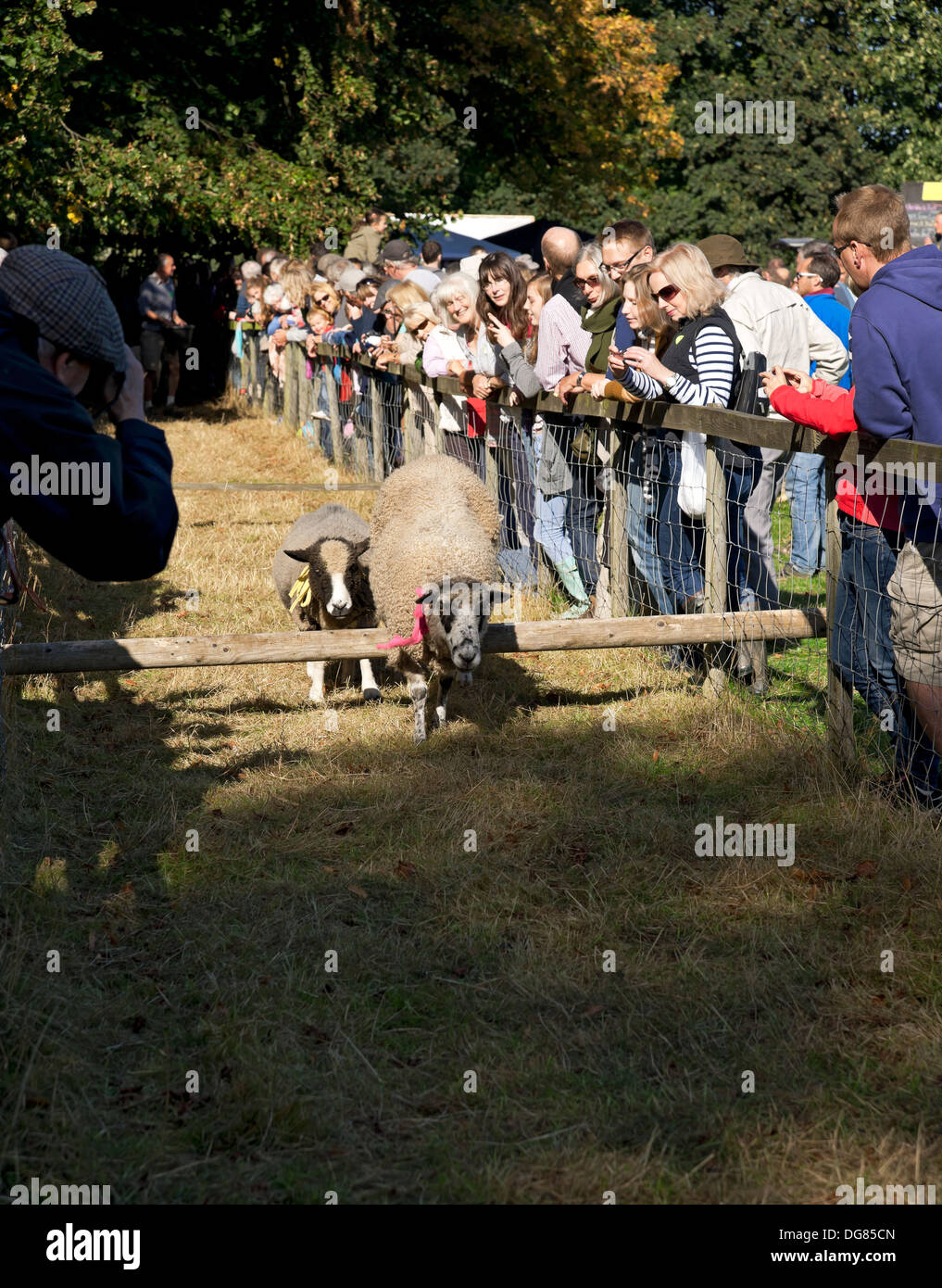 Masham sheep fair sheep race hi-res stock photography and images - Alamy