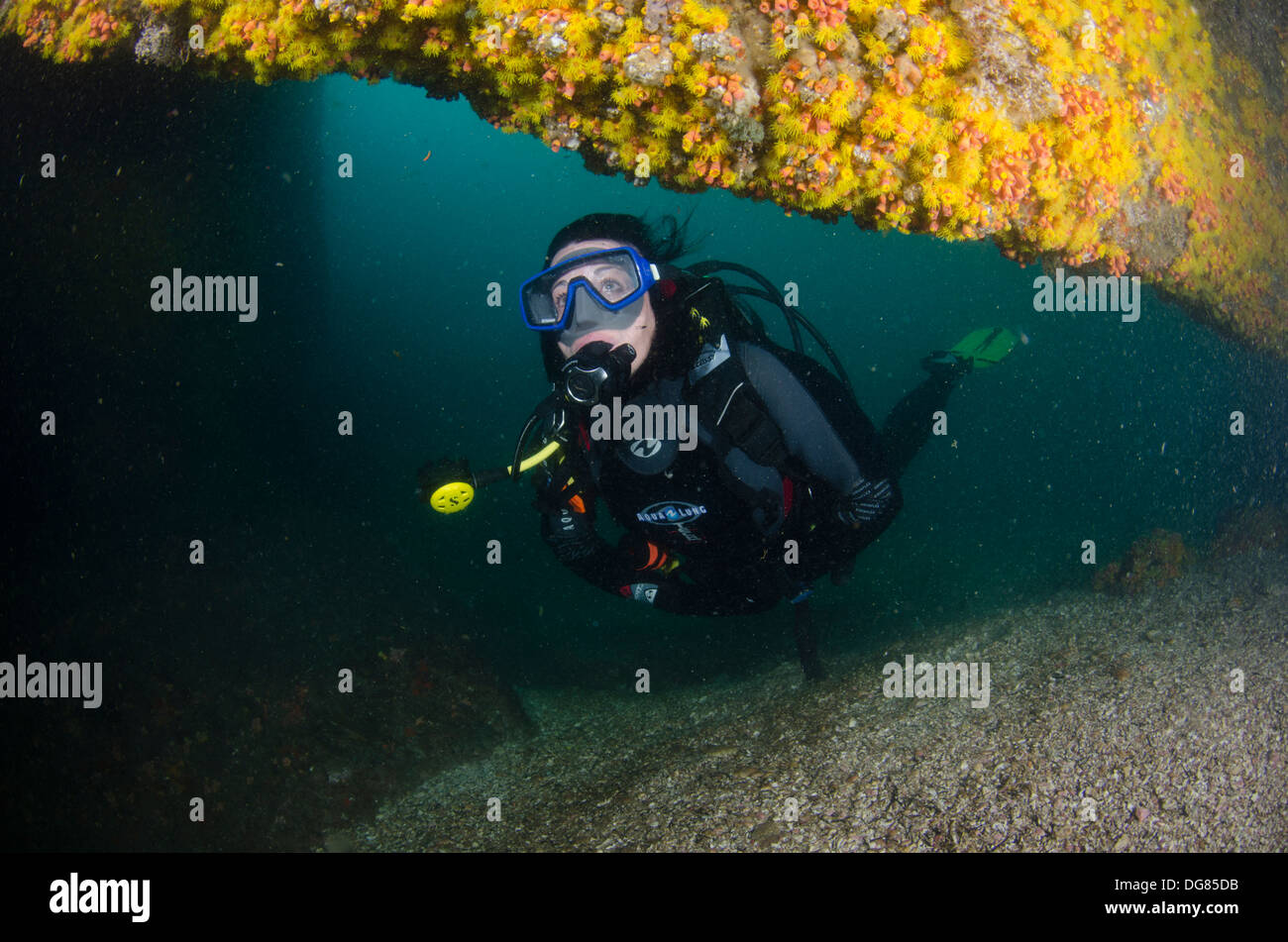 Scuba diver close to invader alien sun coral at Buzios island, Ilhabela ...