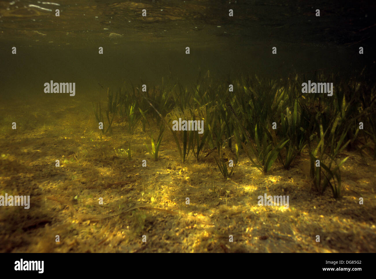 Underwater view of turtle grass on the seagrass flats near Port Aransas ...