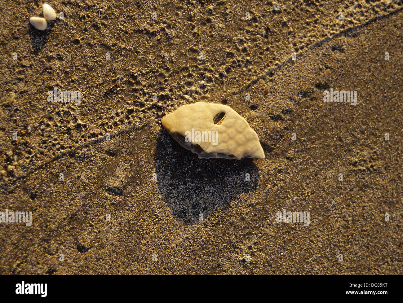 A broken sand dollar on the beach at Port Aransas Texas Stock Photo - Alamy