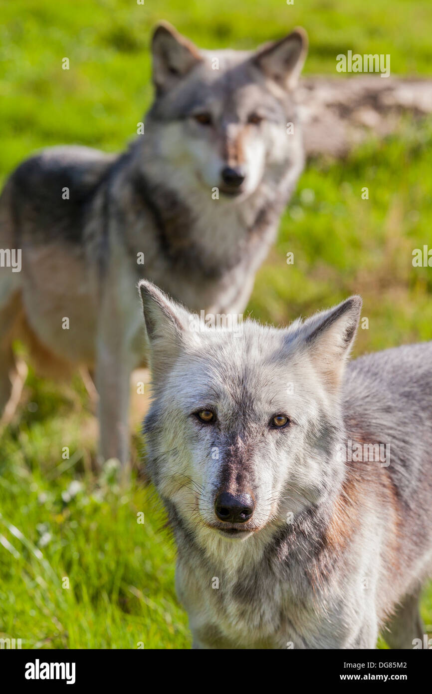 Pair of Two North American Gray Wolves, Gray Wolf, Canis Lupus Stock ...