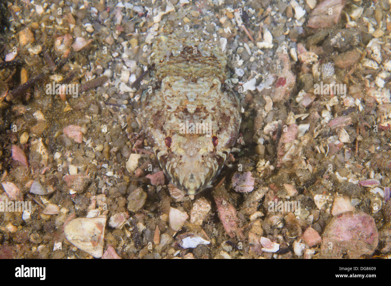 lizard fish camouflage in the sand bottom, underwater Ilha de Buzios ...