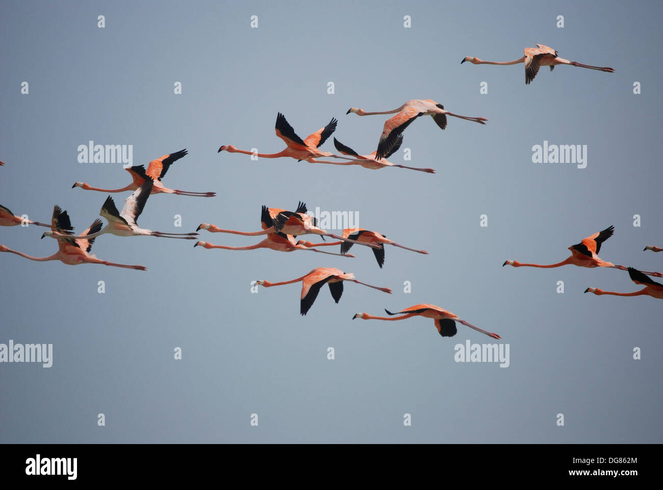 A flock of pink flamingos in flight off the coast of La Guajira ...