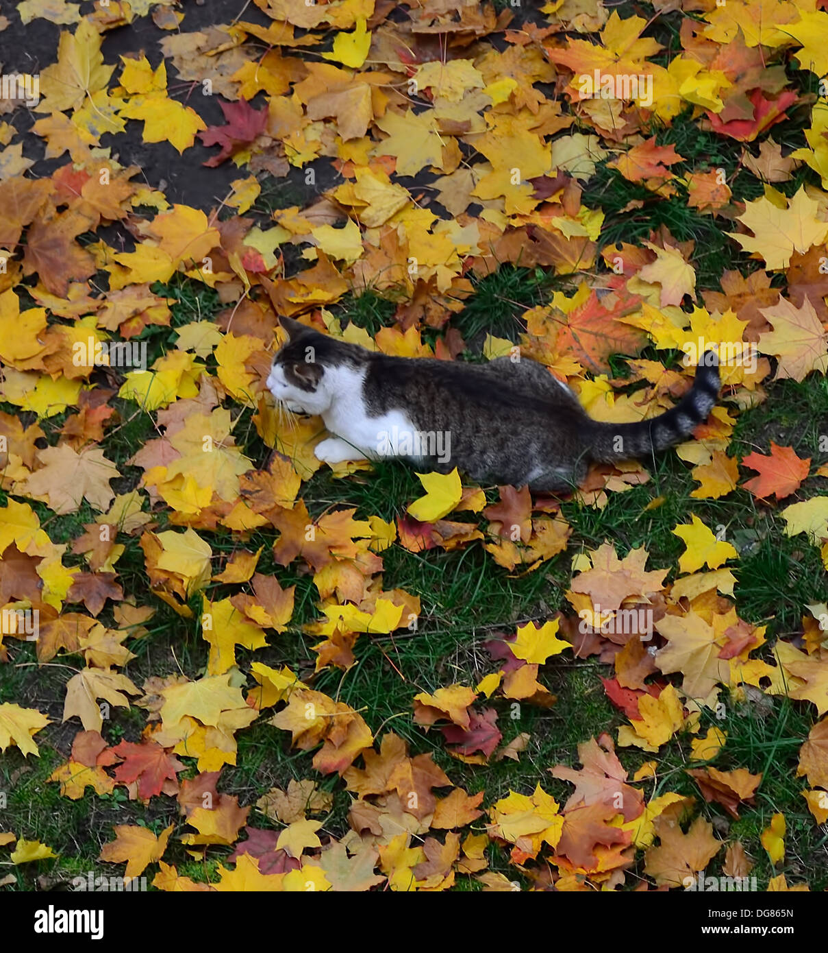 Cat sitting on the leaves Stock Photo - Alamy