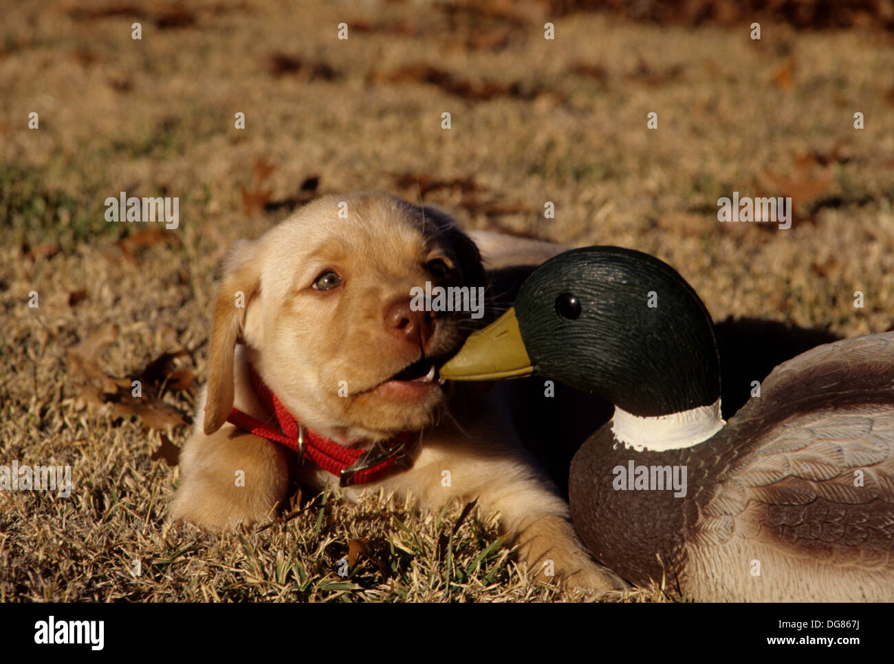 Yellow Lab Dog Hunting