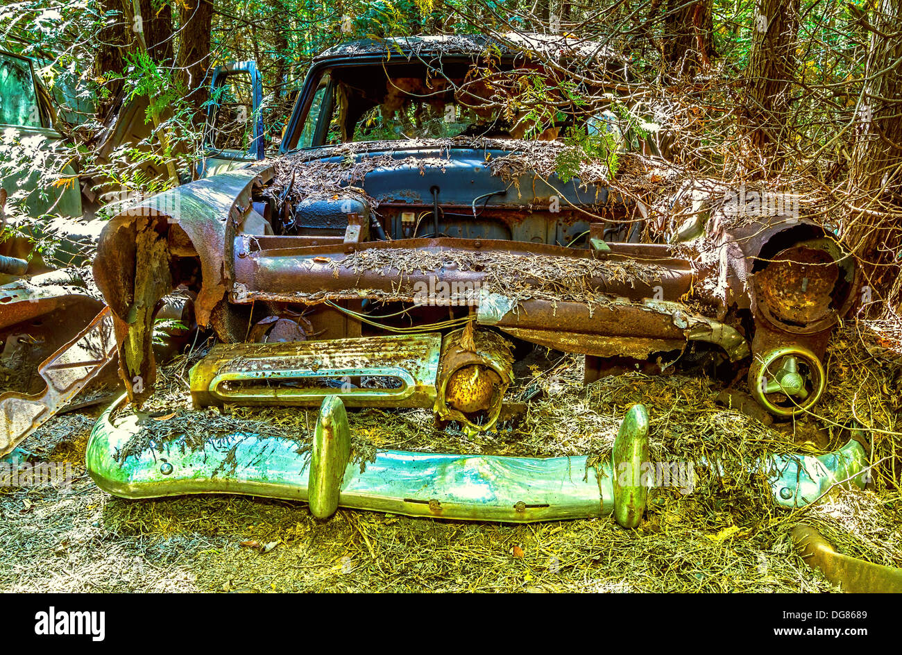 Classic car in overgrown junk yard that has now become a forest Stock ...
