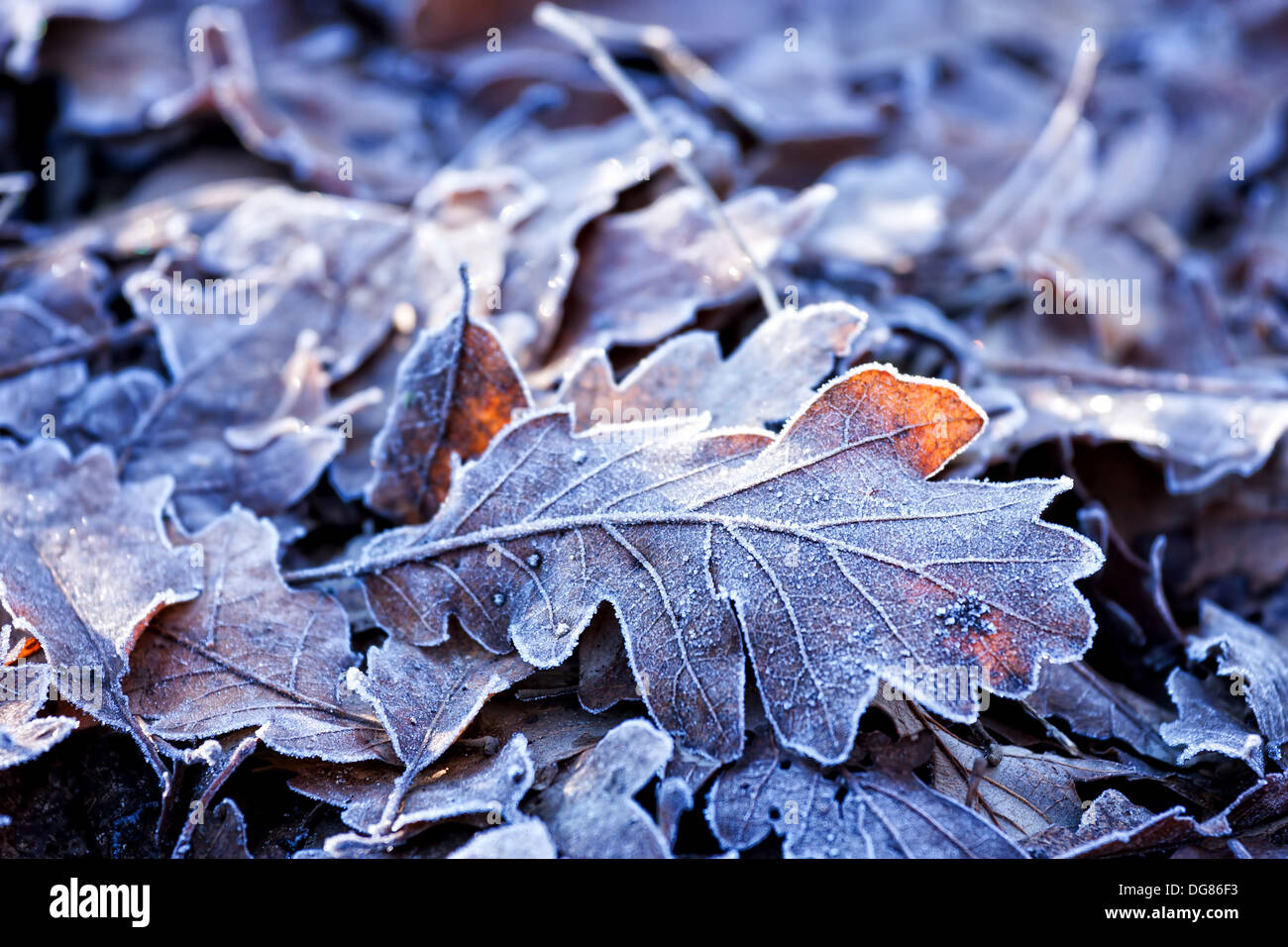 Winter oak tree leaves on forest floor Stock Photo - Alamy