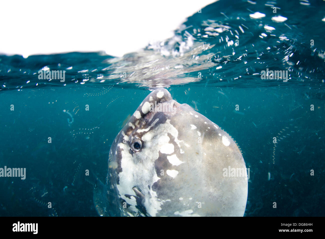 Giant sunfish mola mola close hi-res stock photography and images - Alamy