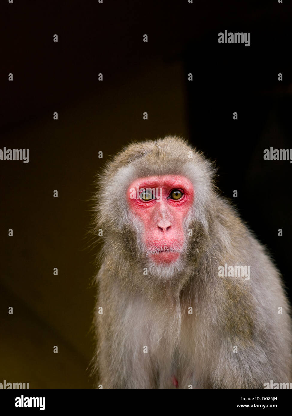 Japan macaque hi-res stock photography and images - Alamy