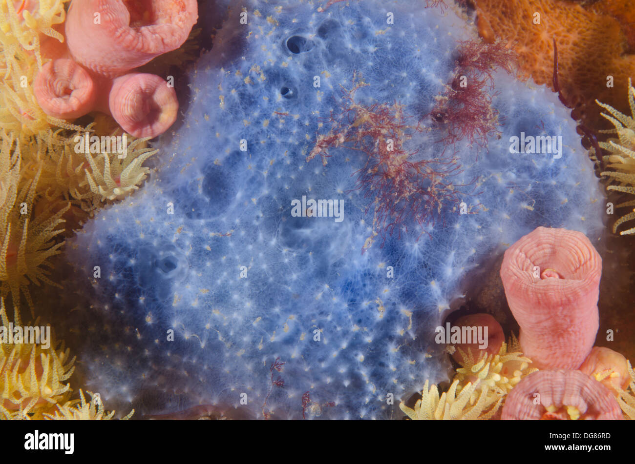 Sao paulo brazil tegusensis sun polyps dendrophylliidae hi-res stock ...