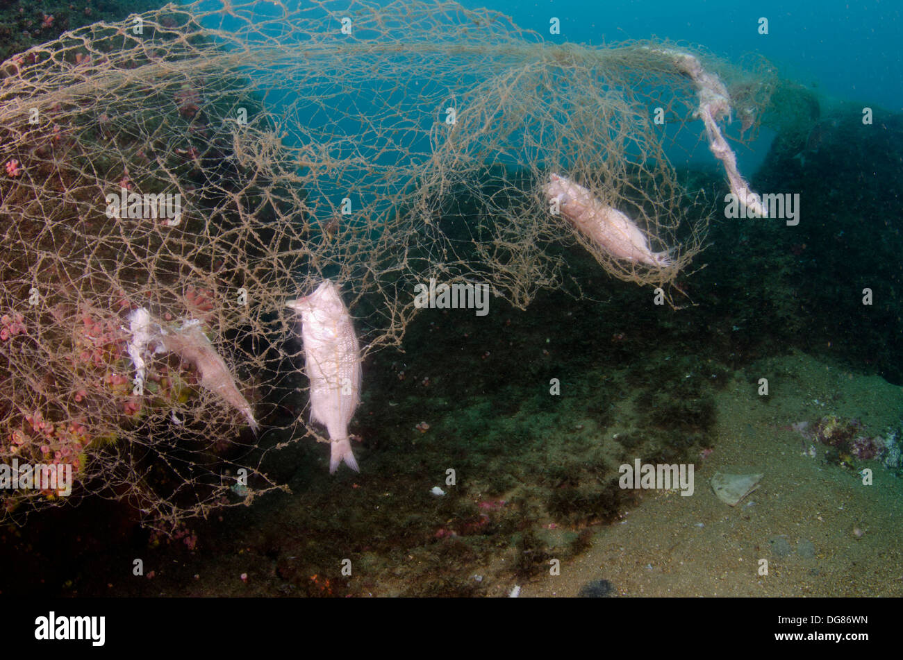 Dead fish kinky on a lost fishing net at the ocean. Buzios island ...