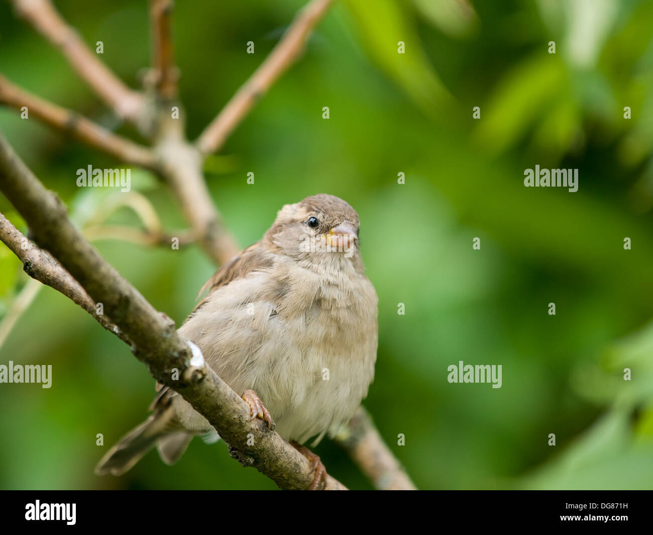 Female sparrow up close hi-res stock photography and images - Alamy