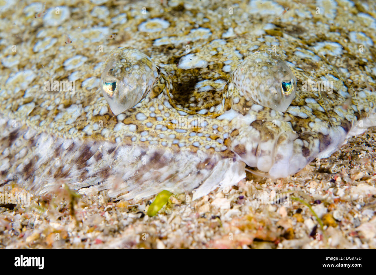 Bothus ocellatus eye close up underwater at Alcatrazes island, Sao ...