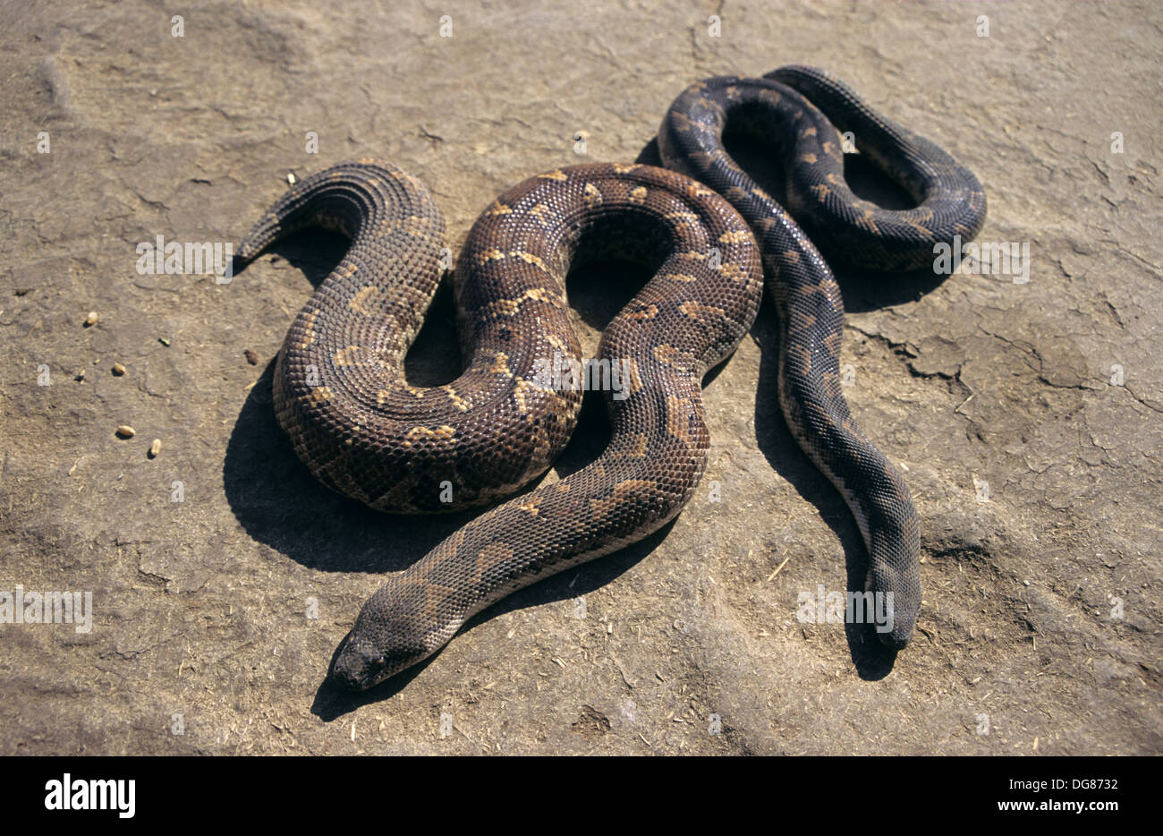 Earth Boas basking Captive, Madhya Pradesh, India Stock Photo - Alamy