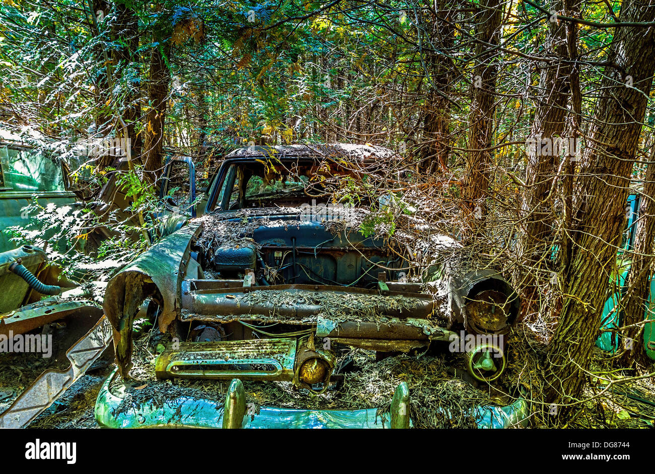 Classic car in overgrown junk yard that has now become a forest Stock ...