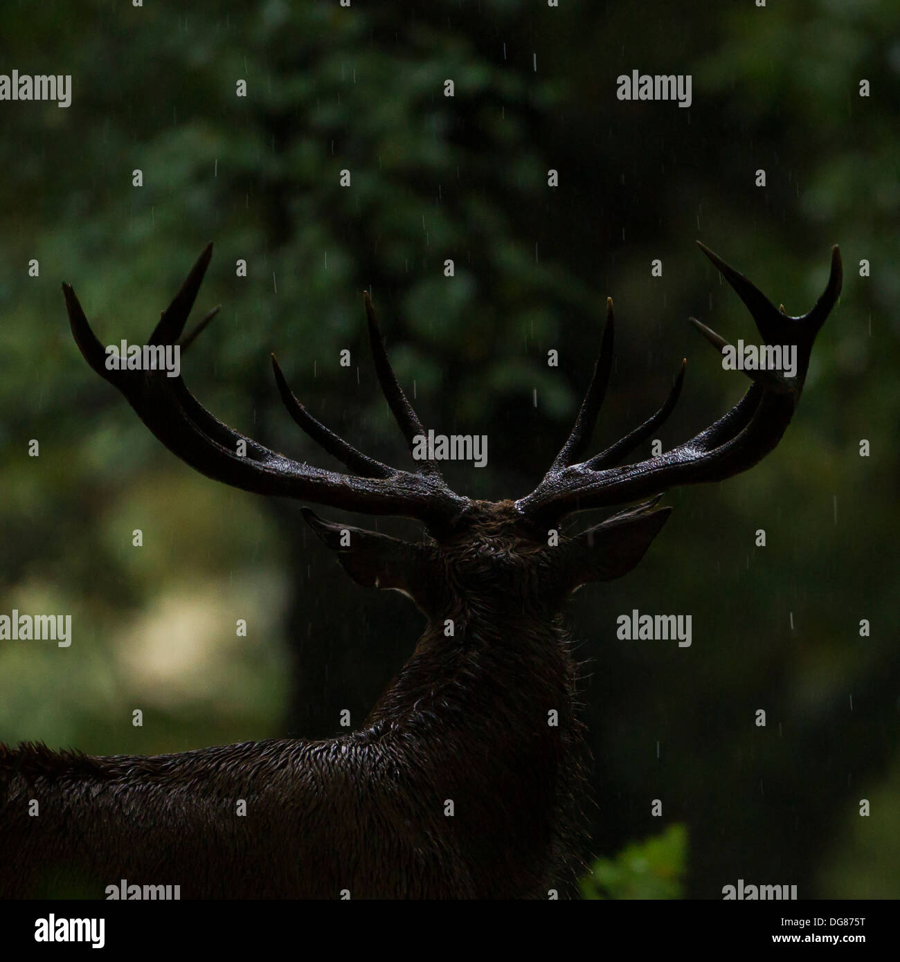 Read Deer Stag Staring Into Dark And Wet Forest During The Rut Stock 3314