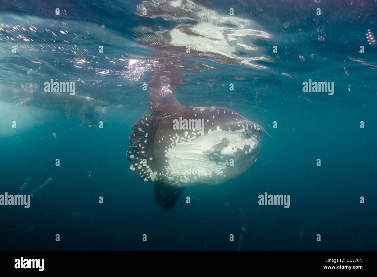 Mola hi-res stock photography and images - Alamy