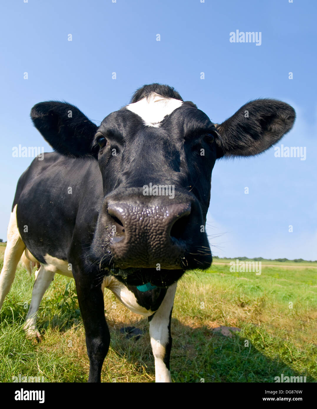 Nosy cow hi-res stock photography and images - Alamy