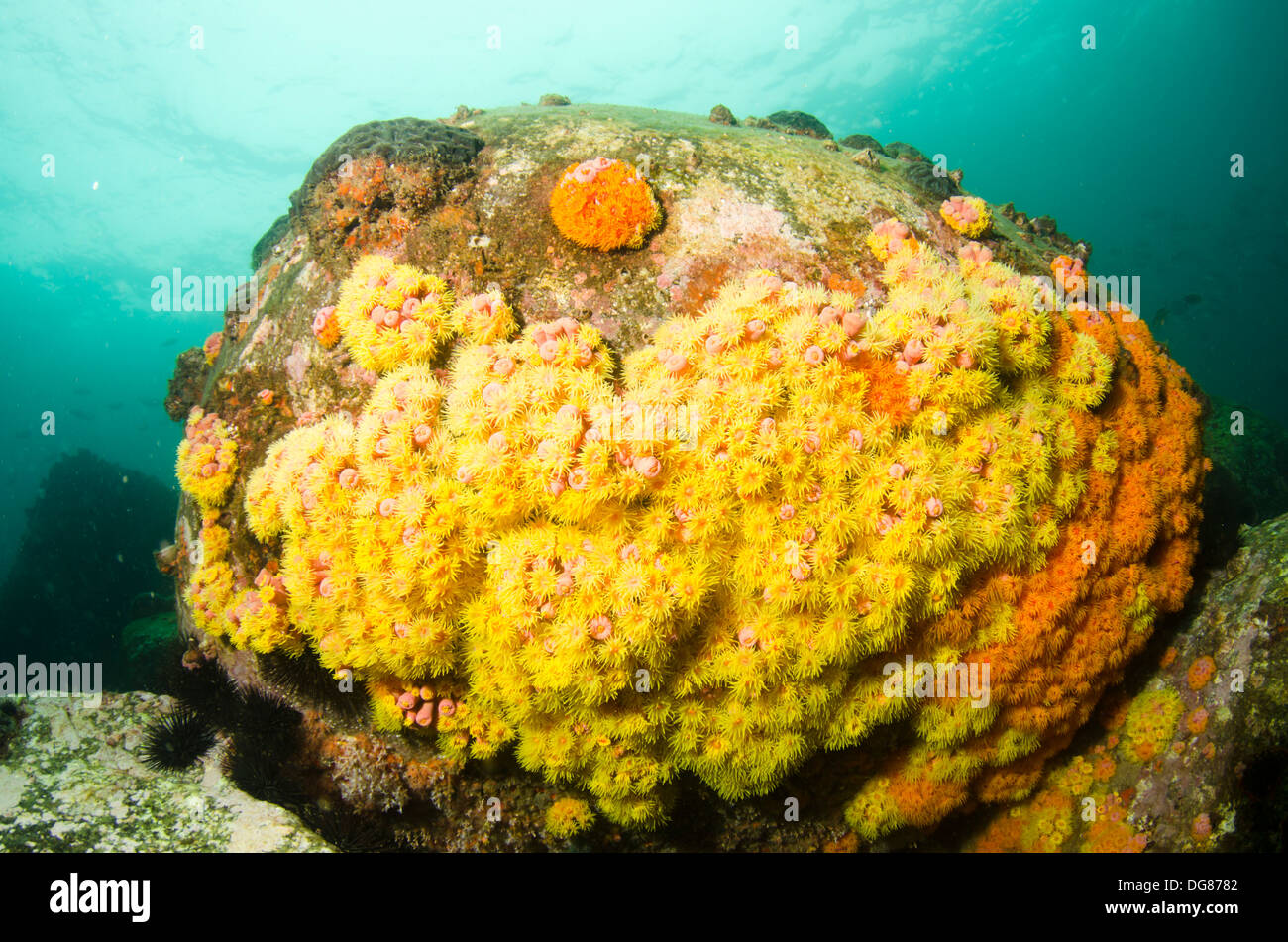 mixed colonies of sun coral species tubastrea coccinea and tubastrea ...