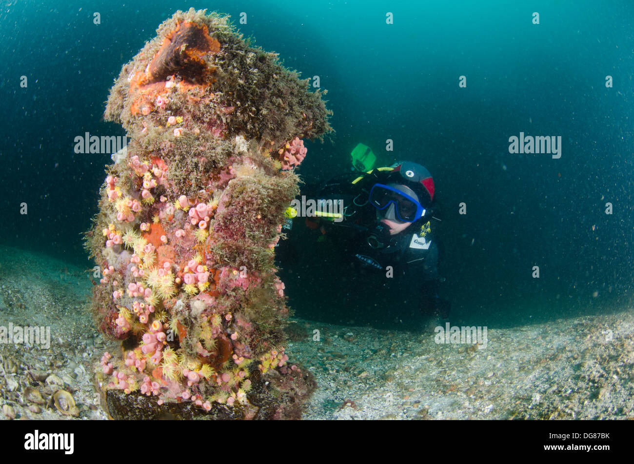 scuba diver close to statue covered with sun coral tubastrea, Buzios ...