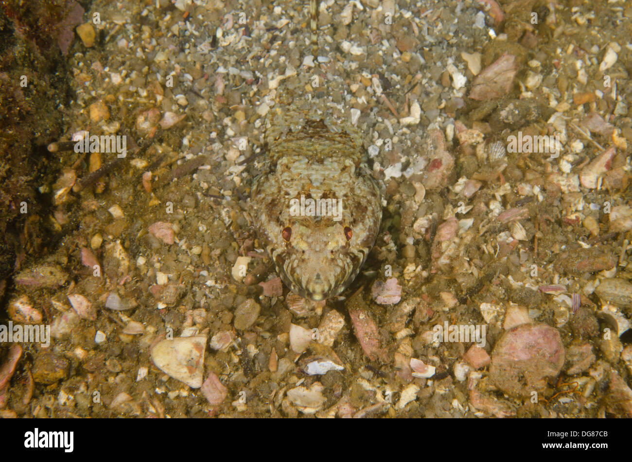 lizard fish camouflage in the sand bottom, underwater Ilha de Buzios ...