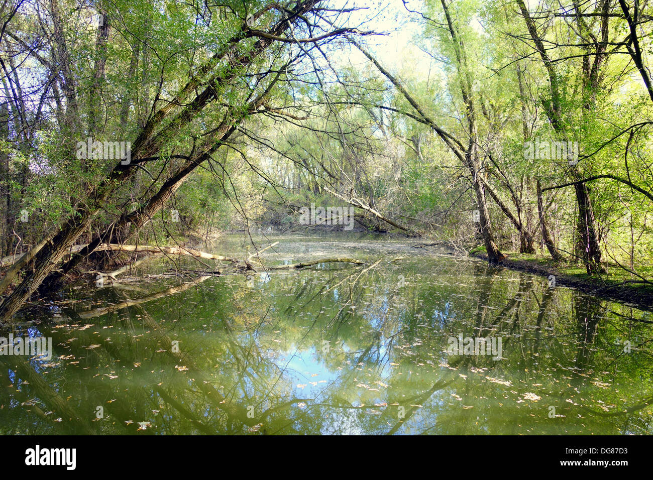 Stream with trees hi-res stock photography and images - Alamy