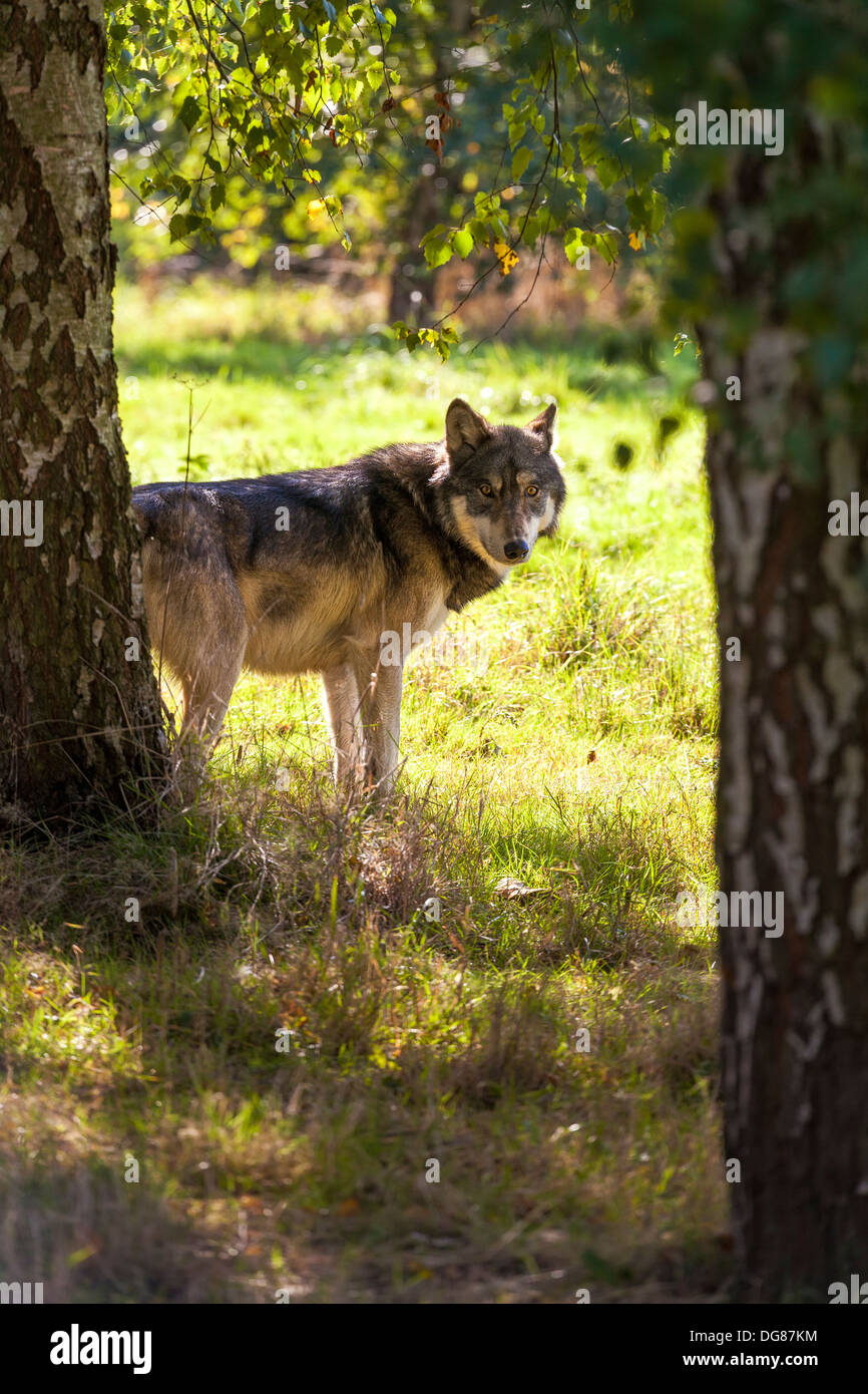 North American Gray Wolf, Canis Lupus looking through trees in golden ...