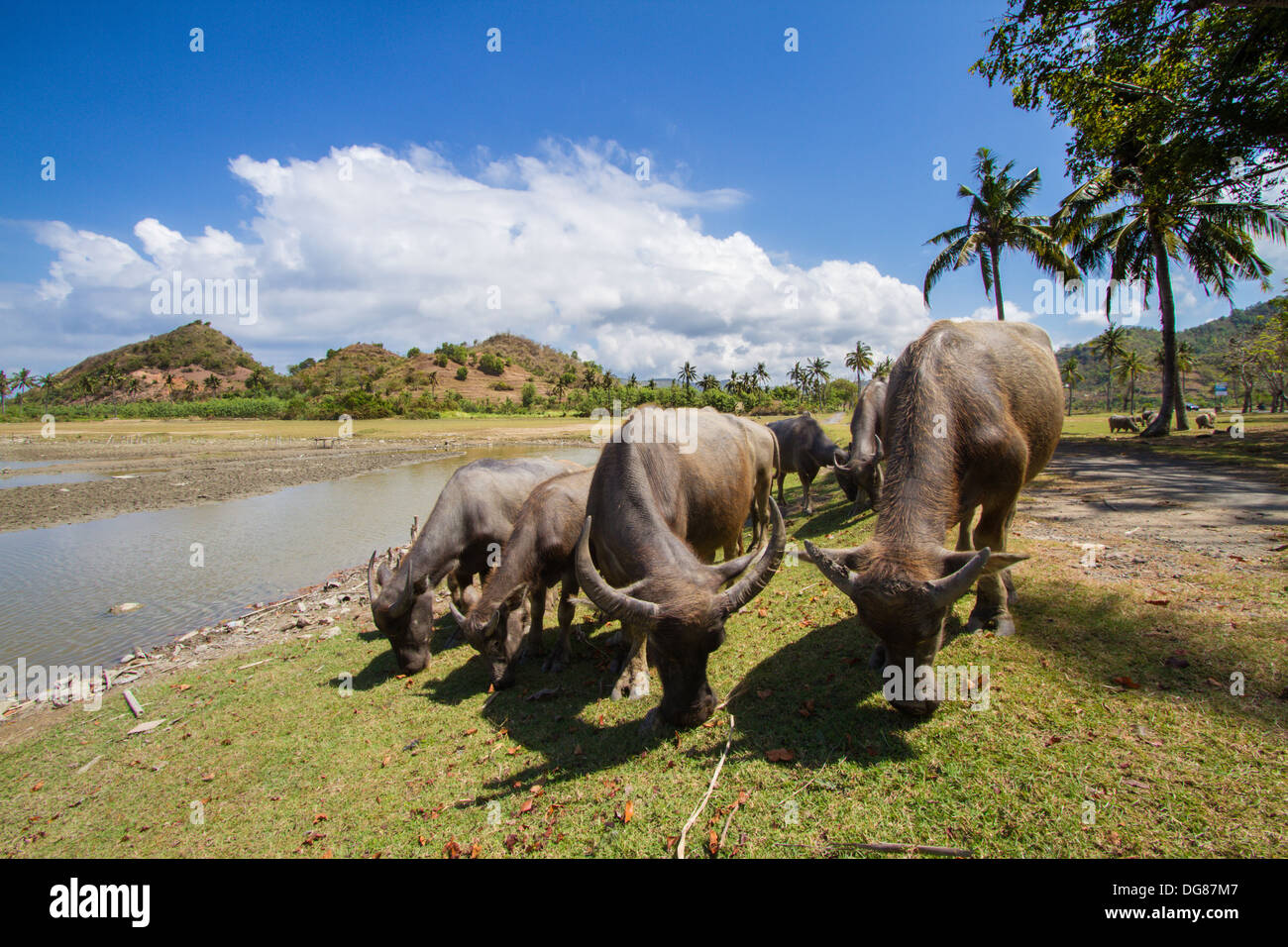 Buffalo in Lombok island. Indonesia Stock Photo - Alamy