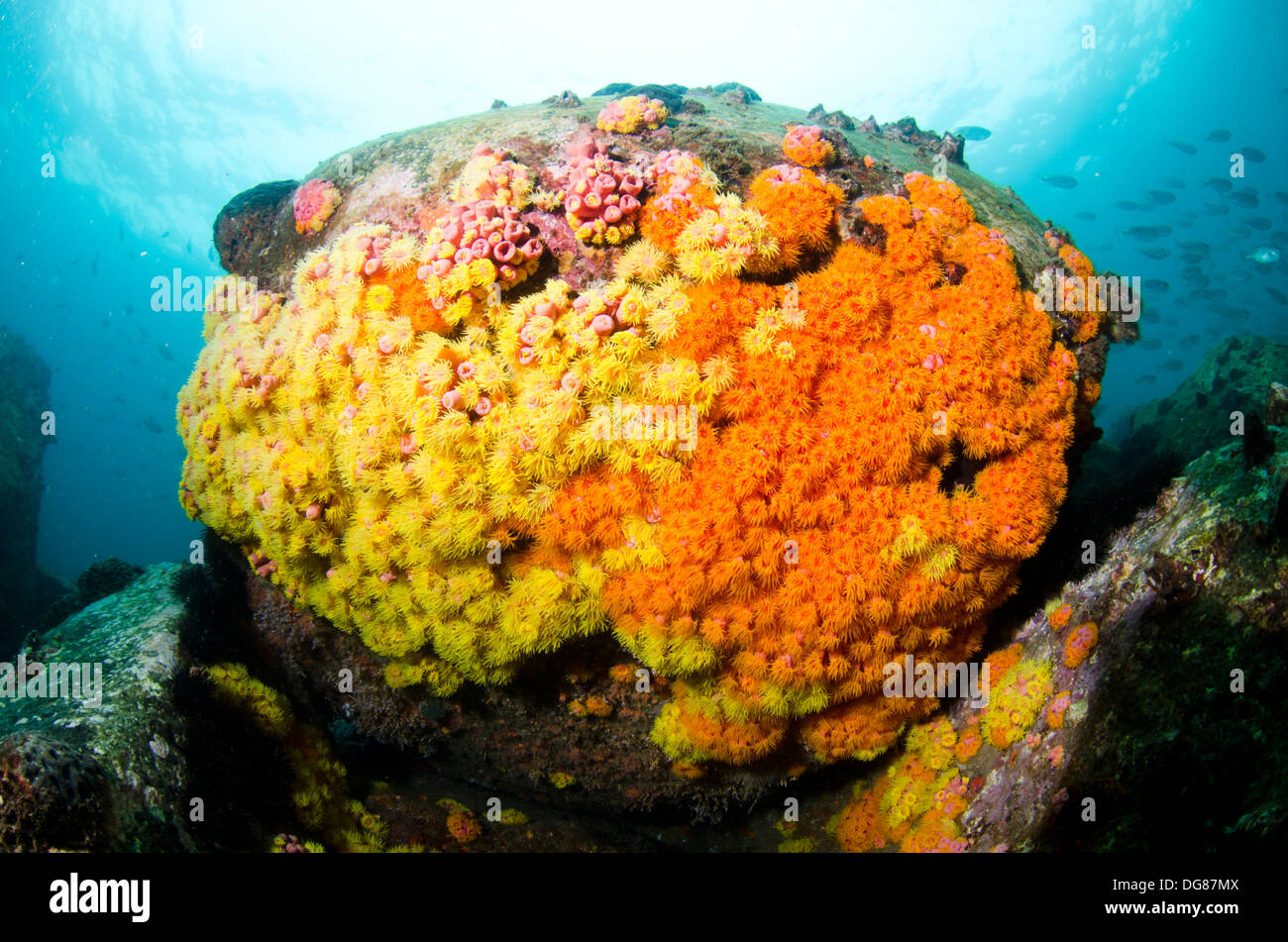 mixed colonies of sun coral species tubastrea coccinea and tubastrea ...