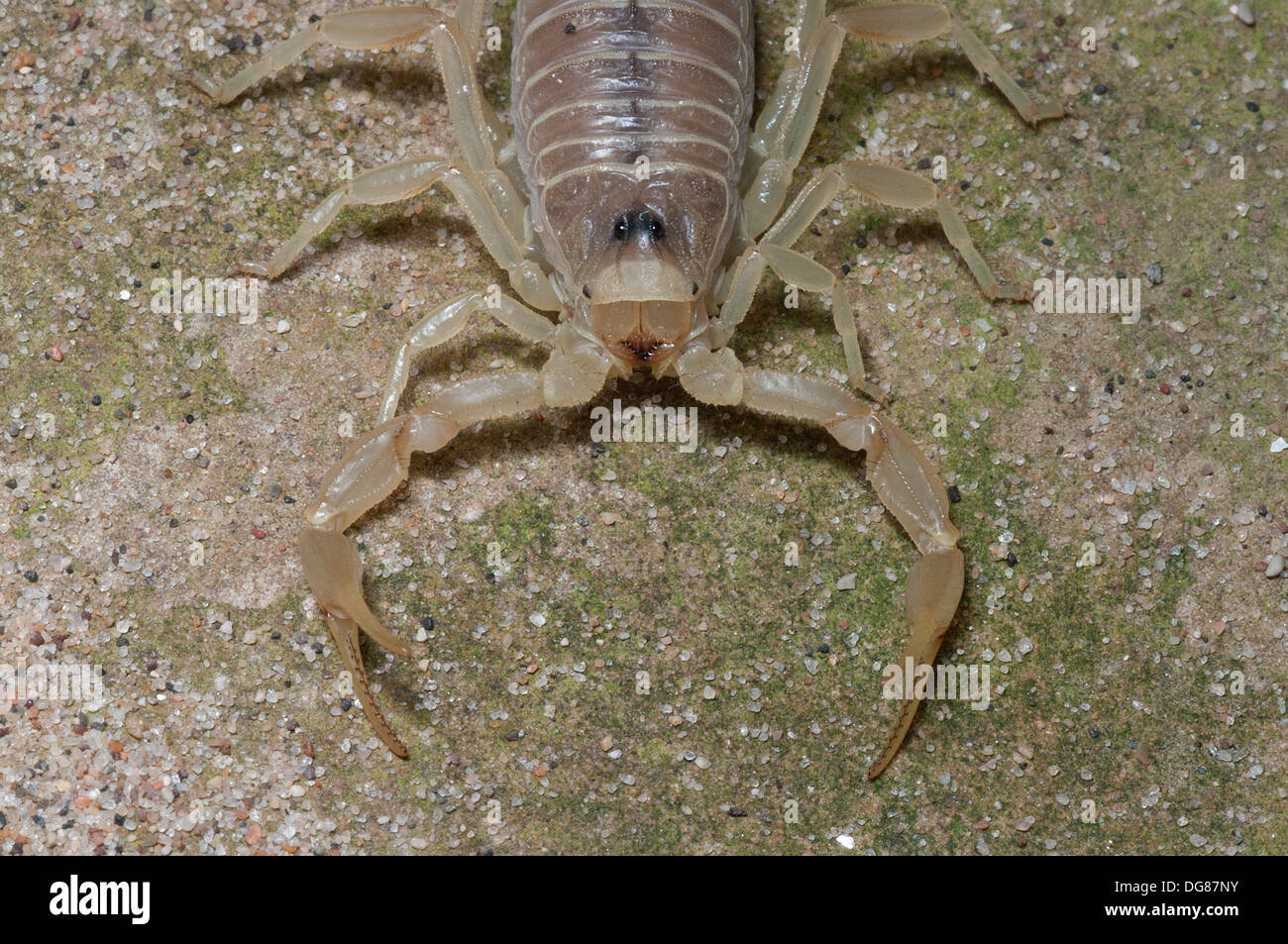 Egytian Sand Scorpion, Buthacus arenicola, scorpion, arachnid Stock ...