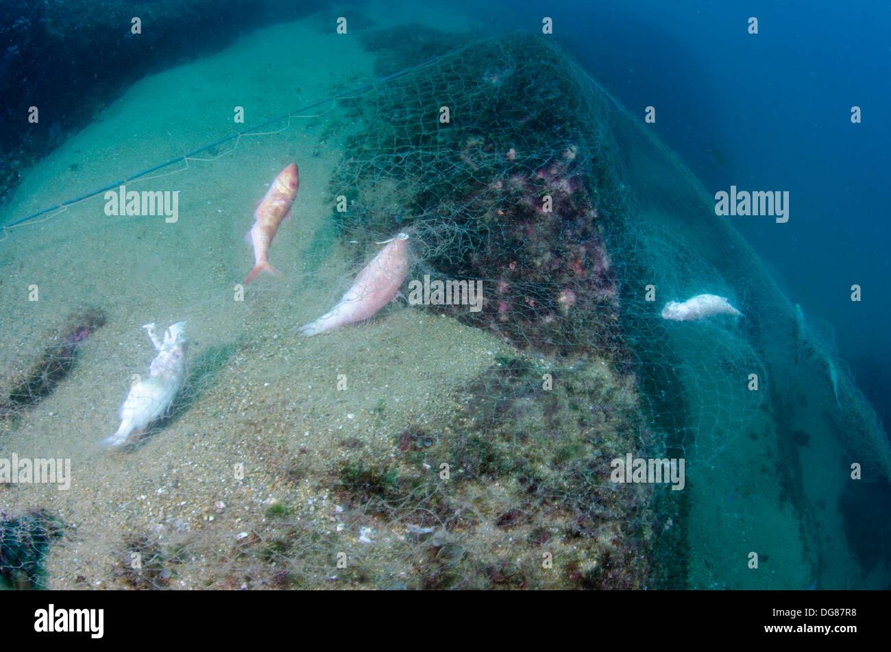 Dead fish kinky on a lost fishing net at the ocean. Buzios island ...