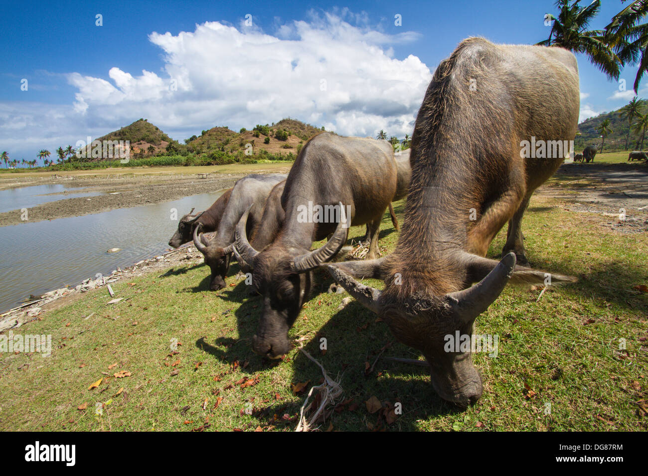 Buffalo in Lombok island. Indonesia Stock Photo - Alamy