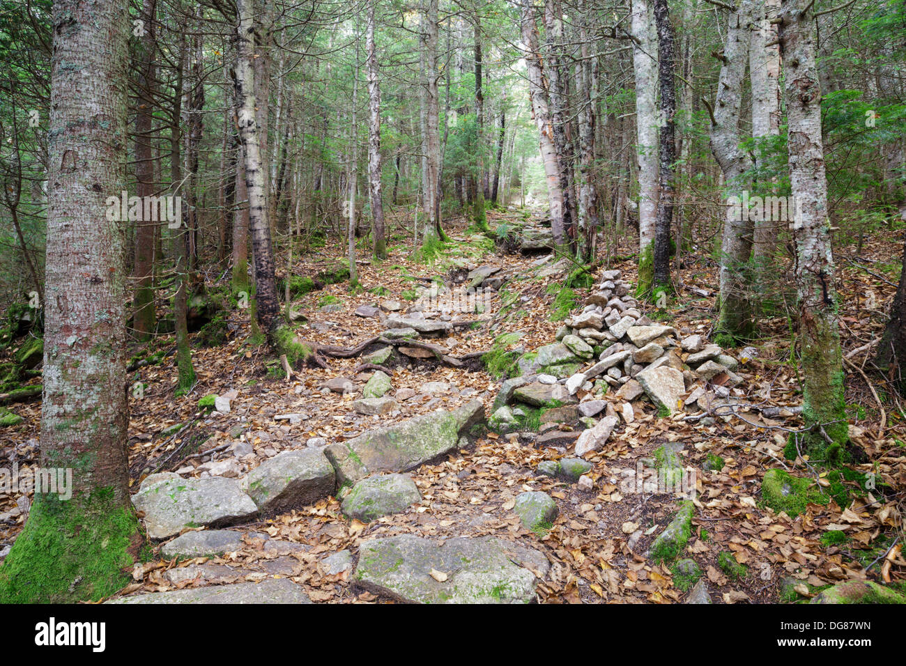 Mt Tecumseh Trail in the White Mountains, New Hampshire USA. This is a ...