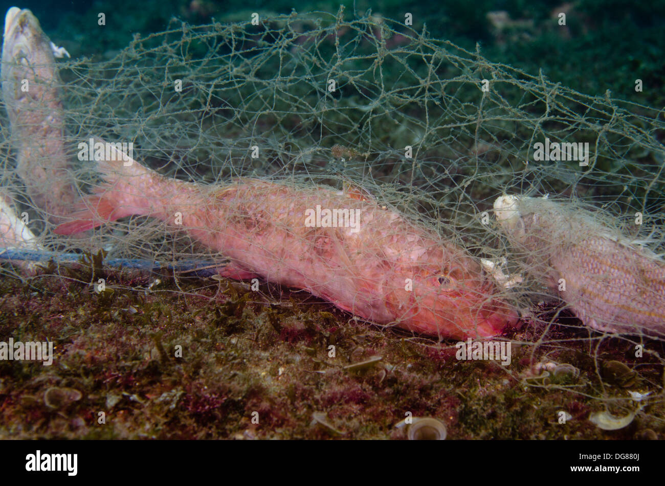 Dead fish kinky on a lost fishing net at the ocean. Buzios island ...
