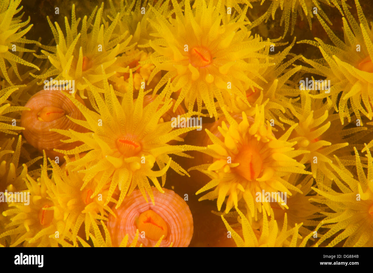 mixed colonies of sun coral species tubastrea coccinea and tubastrea ...