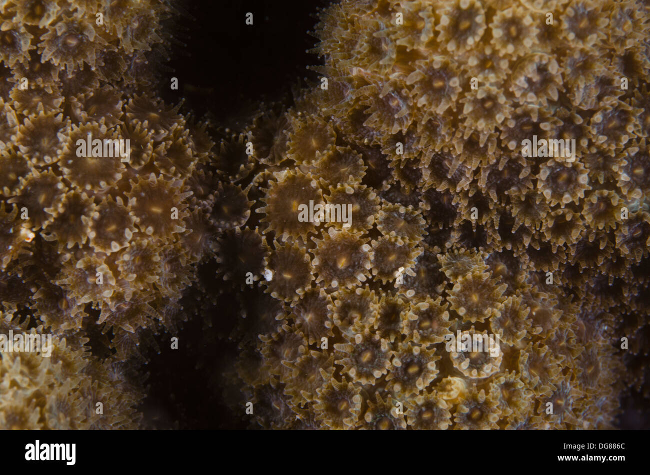 macro Madracis decactis colony coral polyps, Alcatrazes island, Sao ...