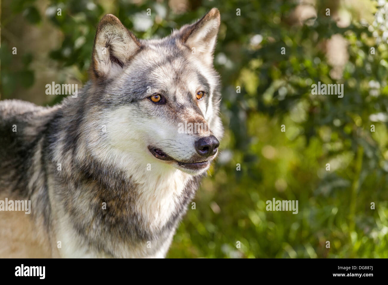 North american grey wolf face hi-res stock photography and images - Alamy