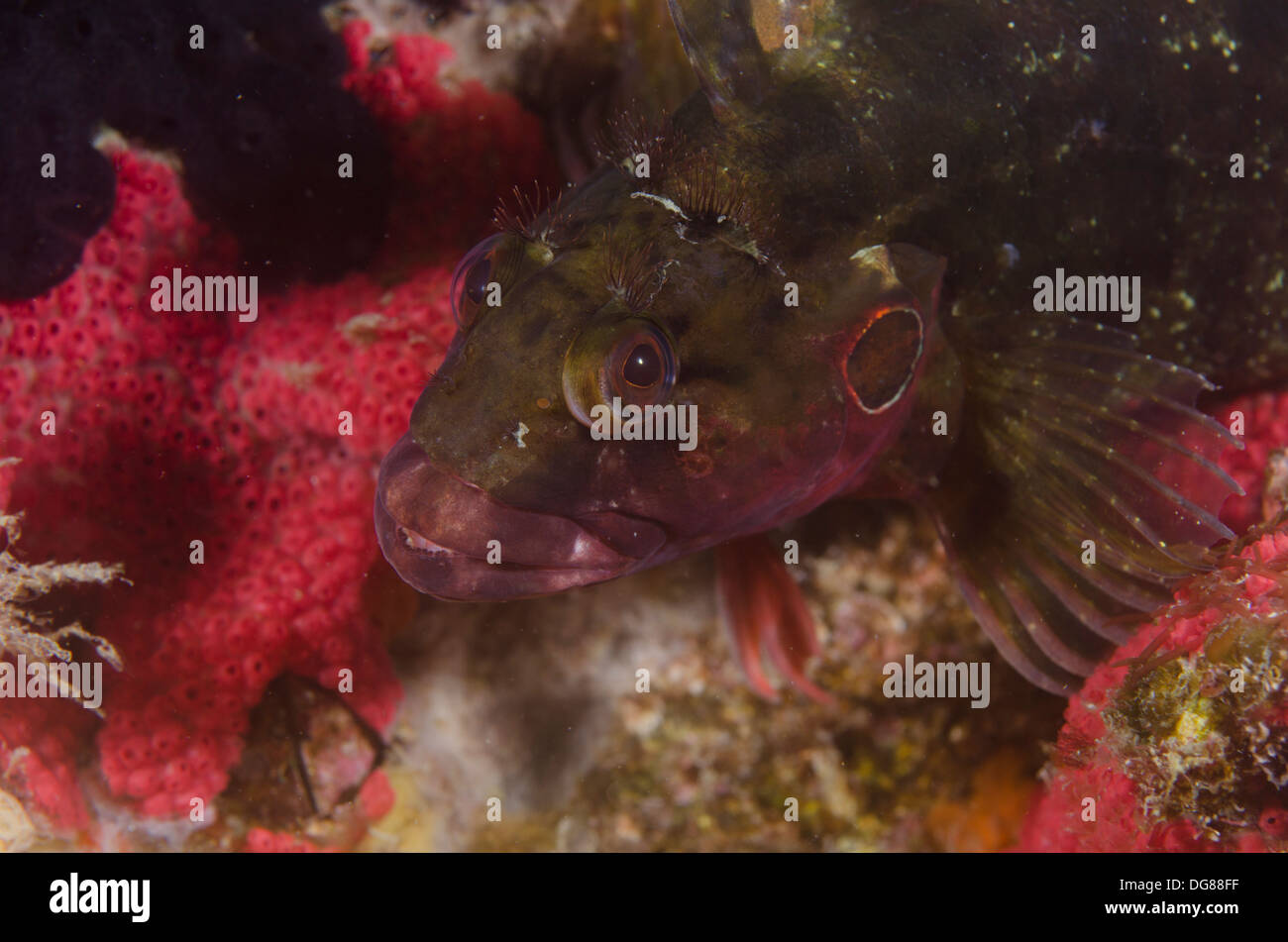 Cricota hi-res stock photography and images - Alamy